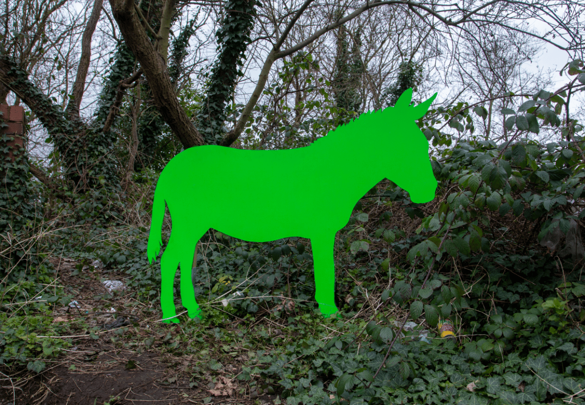 Spotted in the woods – Gavin Rogers